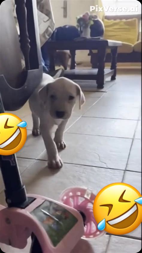 Jajajajja😂😂😂😂😂😂funnyreels😂😂 Funnyreels Funnyreel Funnyvideos