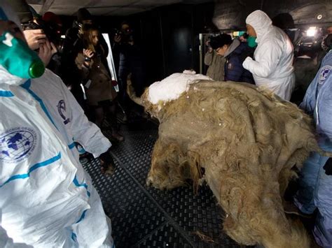 Immaculately Preserved Mammoth Carcass Goes On Display While Another