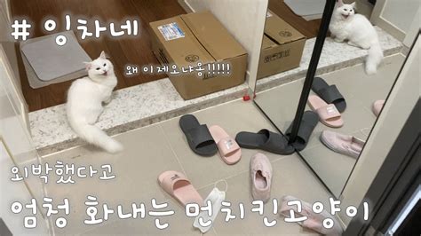 1박2일 외박 후 므엥이 반응 므엥 1박2일 외박후고양이반응 외박반응 신경질냥 수다쟁이 애교쟁이 마스크먹는