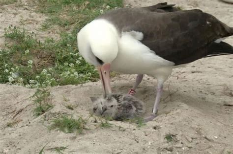 Worlds Oldest Known Wild Bird Gives Birth To A Chick