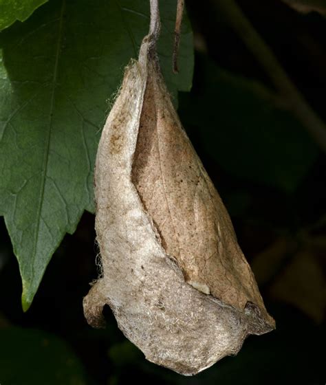 Identify Cocoon Pictures Accurately Expert Guide To Species And Life