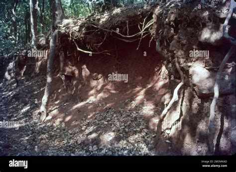 Tree Roots Gets Exposed Hi Res Stock Photography And Images Alamy