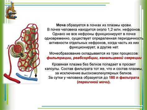 Строение нефрона Образование мочи презентация онлайн