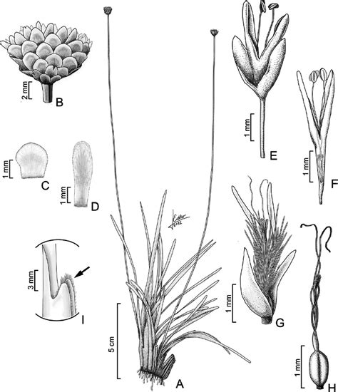 Comanthera Dimera A Habit B Capitulum C External Involucral Download Scientific Diagram
