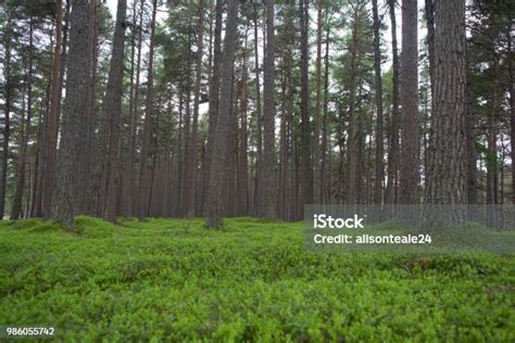무 겁 게 나무가 우거진된 숲 3 월 여관 재산 Braemar Aberdeenshire 스코틀랜드 0명에 대한 스톡 사진 및