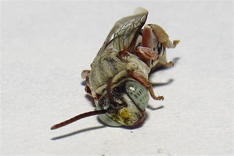 Gray Fuzzy Bee Bugguide Net