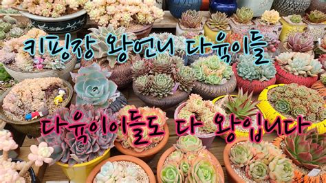 오산원다육의 키핑장왕언니 묵둥이 군생 다육이를 자랑합니다bj바다다육이다육식물키우기多肉植物 Succulentplants