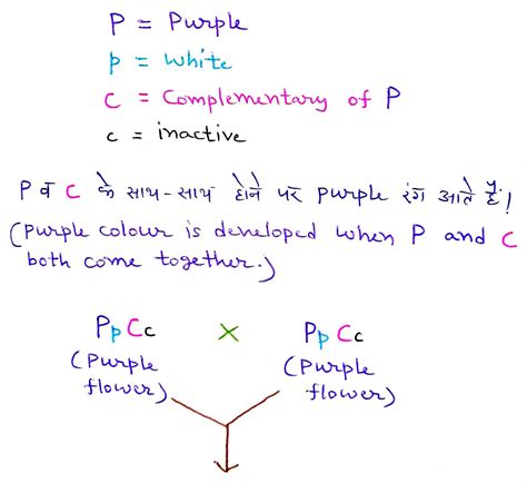 Non Allelic Gene Interactions With Examples Complementary Genes