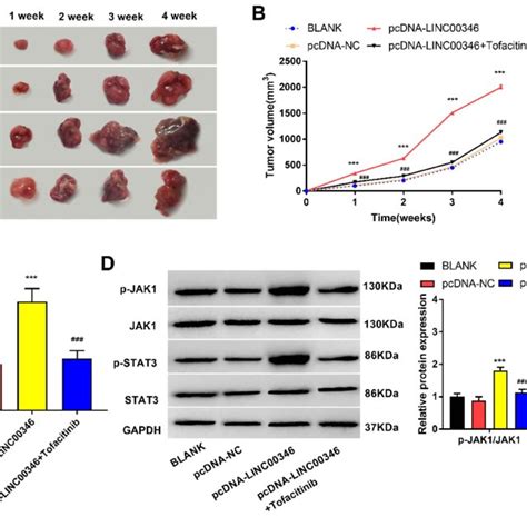 Chemical Structure Of Shikonin Derivatives 1 Deoxyshikonin 2 Download Scientific Diagram