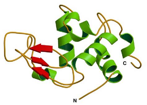 Figure 11 From The Crystal Structure Of A Bacterial Lysozyme At Atomic