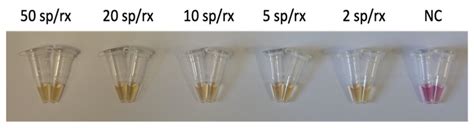 Colorimetric Point Of Care Detection Of Clostridium Tyrobutyricum