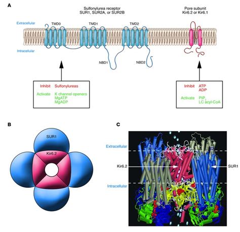 JCI ATP Sensitive Potassium Channelopathies Focus On Insulin Secretion