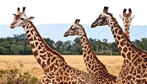 Pee Is A Big Part Of Giraffe Sex Lives Futurity