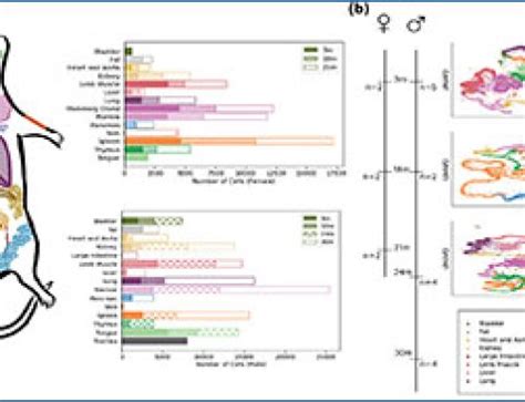 Scdist Robust Identification Of Perturbed Cell Types In Single Cell Rna Seq Data Rna Seq Blog