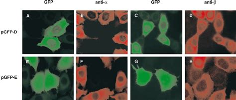 Overexpression Of Cofactors D Or E Results In The Loss Of Tubulin