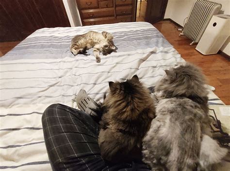 Quando você está passando por um momento difícil mas tem gatos para