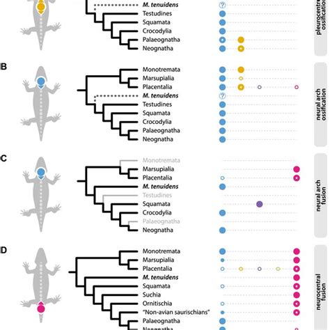 Schematic Illustration Of The Four Vertebral Ossification Patterns