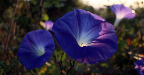 ¿por Qué Regalar Flores Moradas El 9 De Octubre El Significado De Esta