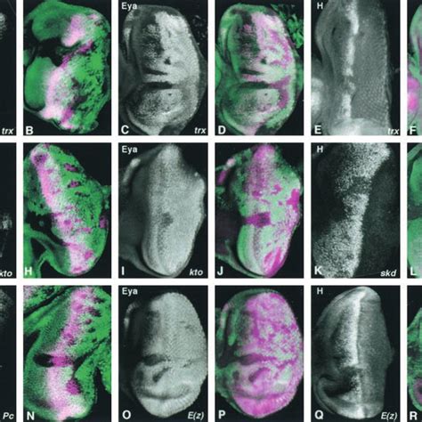 Trithorax And Polycomb Group Mutations Have Different Effects On Eye Download Scientific