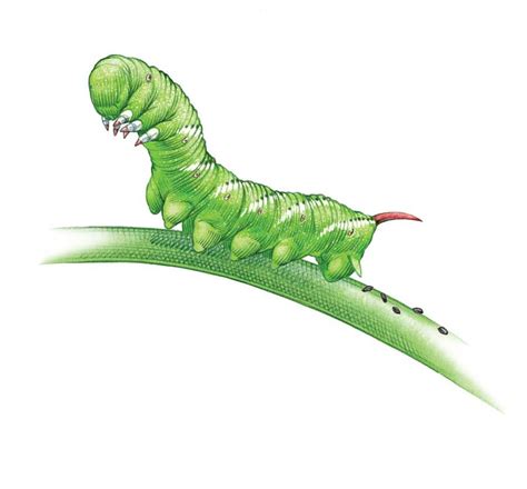 Natural Grasshopper Control Methods Artofit
