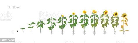 해바라기 공장입니다 해바라기 초입니다 성장 단계 벡터 일러스트 레이 션 개발에 대한 스톡 벡터 아트 및 기타 이미지 개발 공장 산업 건물 과학 Istock