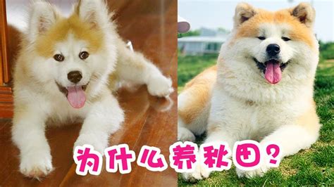 我们为什么最后养了秋田犬果酱布丁 YouTube