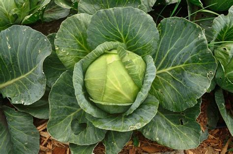 How To Grow Cabbage In Your Garden
