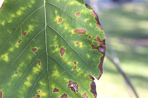Nutrient Deficiency Symptoms In Plants Ppt Traverseci