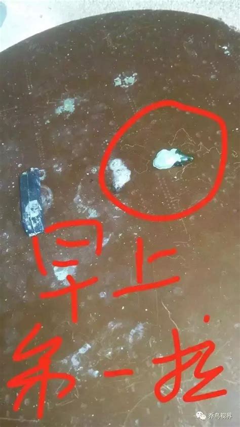 觀鳥糞知鳥態懂鳥性（圖） 每日頭條