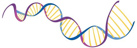 Dna Rna And Gene Expression University Quiz Wayground