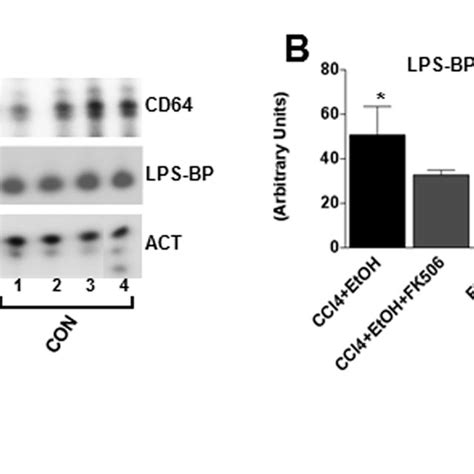a rt pcr analysis of collagen α1 i mrna col1a1 collagen α2 i mrna
