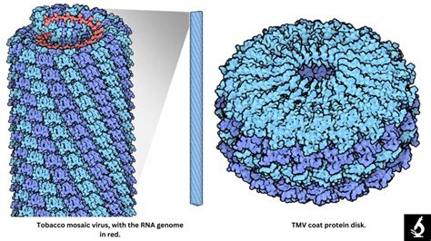 Tobacco Mosaic Virus Tmv Structure Life Cycle Infection Treatment Biology Notes Online