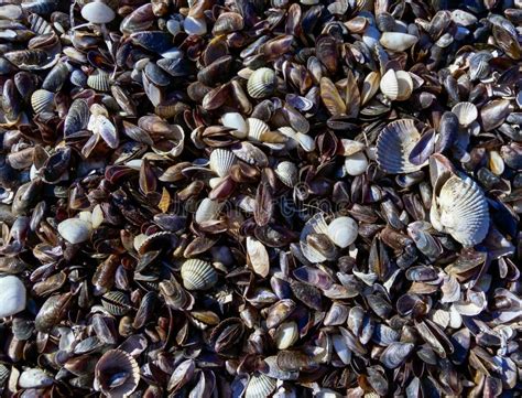 Shells Of The Bivalve Mollusk Mytilaster And Cerastoderma In The Tidal