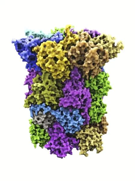 Yeast Enzyme Molecular Model F007 9913 Our Beautiful Wall Art And