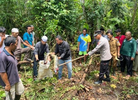 Body Of Missing Elderly Woman Found In 22ft Long Python In Indonesia