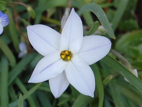 花韮ハナニラ 新四季の花