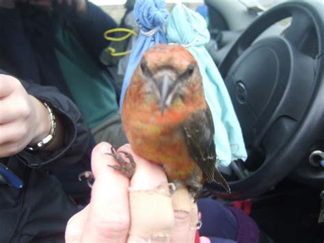 Gavin Graham S Blog Bird Ringing