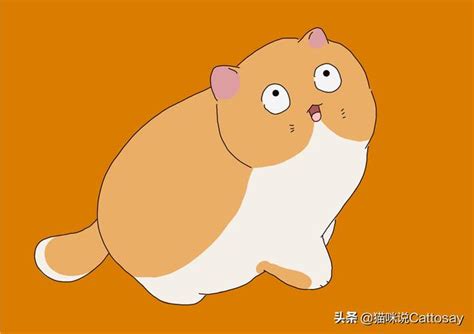 貓關心鏟屎官時，貓會有3種溫暖的行為 每日頭條