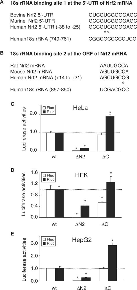 The 5′ Utr Of Nrf2 Mrna Contains A Putative 18s Rrna Binding Site