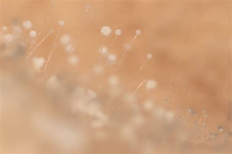 아름 다운 식민지의 특성의 균 류 미생물학 실험실에서에서 배양 접시에 곰 팡이 0명에 대한 스톡 사진 및 기타 이미지 Istock