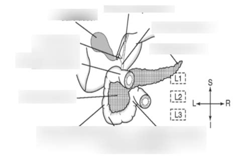 Diagram Diagram Quizlet