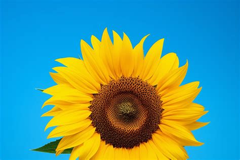 3200 고해상도 해바라기 무료 다운로드 배너 배경