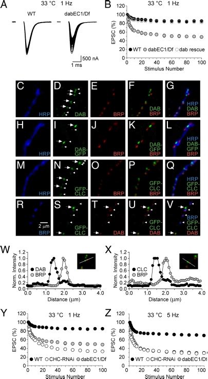 The Disabled Protein Functions In Clathrin Mediated Synaptic Vesicle