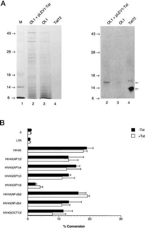 Wild Type Tat Does Not Trans Activate Hiv 1 Promoter In S Cerevisiae