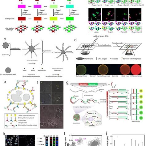 Representative Examples Of Dna Nanostructures A Dna Junctions