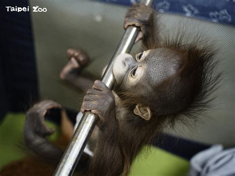 臺北市立動物園 新聞稿 引體向上一二一，人猿寶寶運動課 Start！