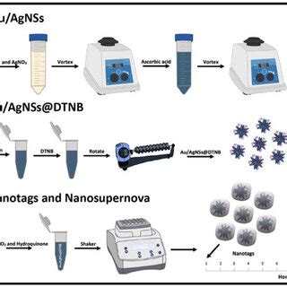 Schematic Illustration Of The Synthesis A Synthesis Of Au AgNSs Download Scientific
