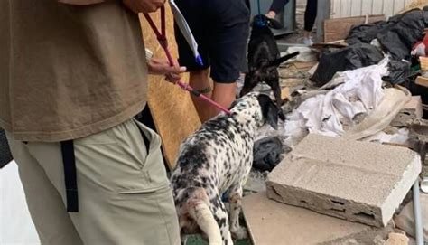 Rescatados Dos Perros En Estado Deplorable Por Presunto Caso De