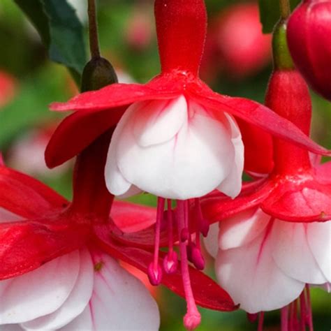 Fuchsia Lady Thumb Hardy Fuchsia