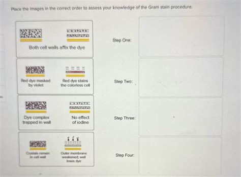 Solved Place The Images In The Correct Order To Assess Your Knowledge